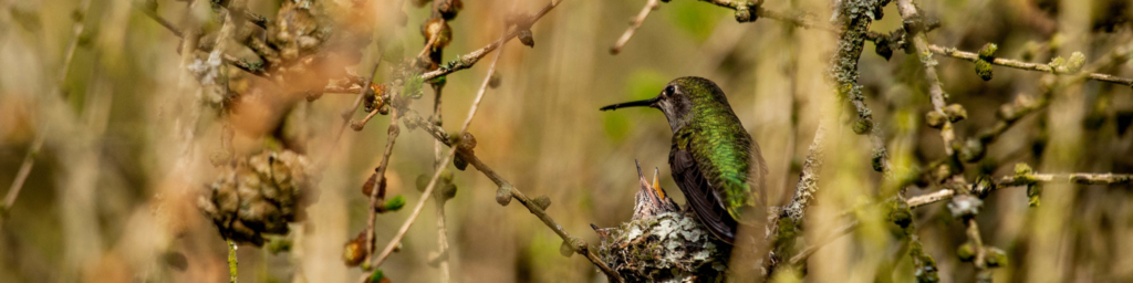 Alan Duncan Bird Conservation Award - Vancouver Bird Celebration